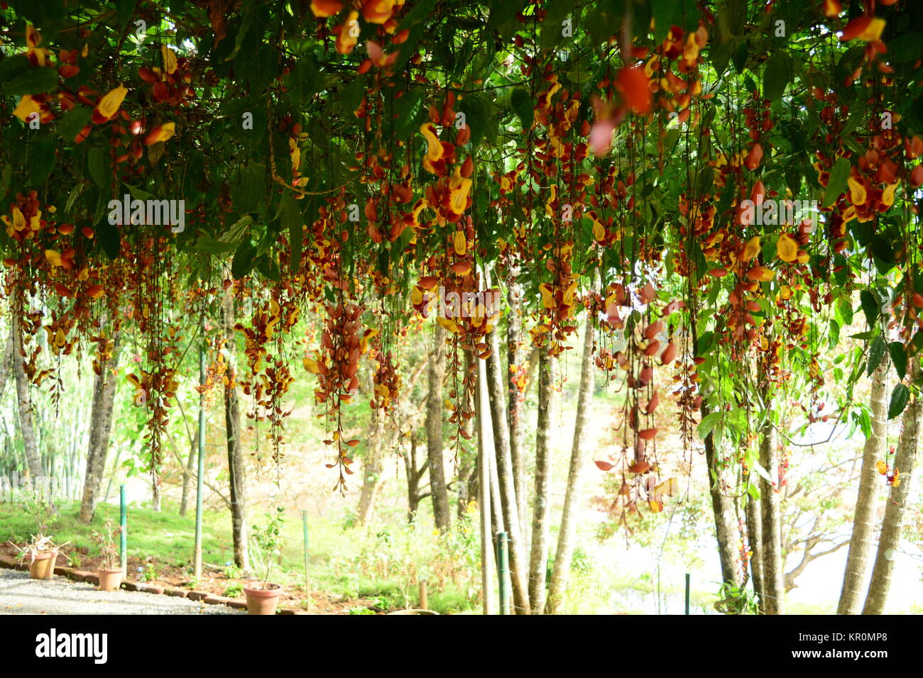 Indian clock hi-res stock photography and images - Alamy