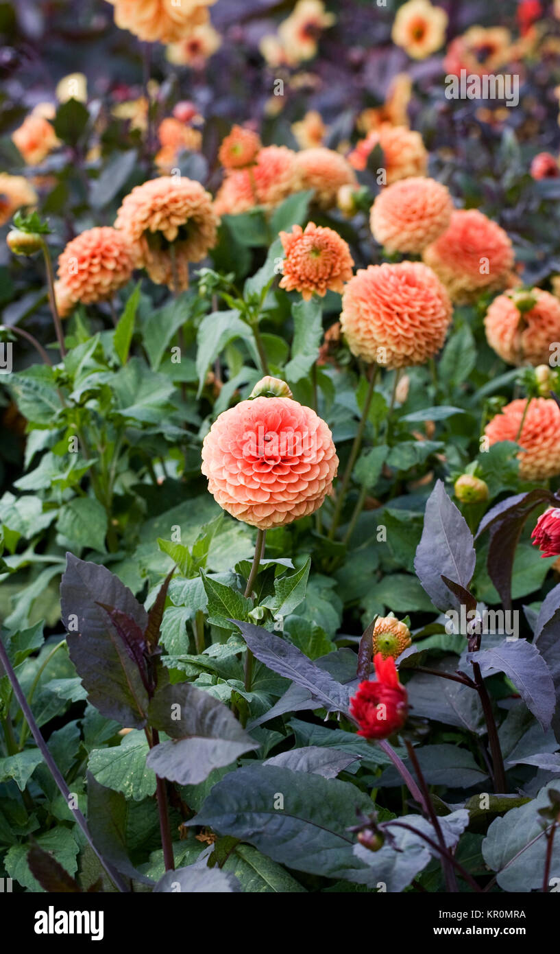 Dahlias flower border hi-res stock photography and images - Alamy