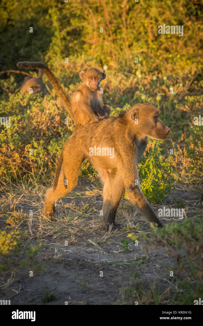 Chacma baboon walking with baby on back Stock Photo - Alamy