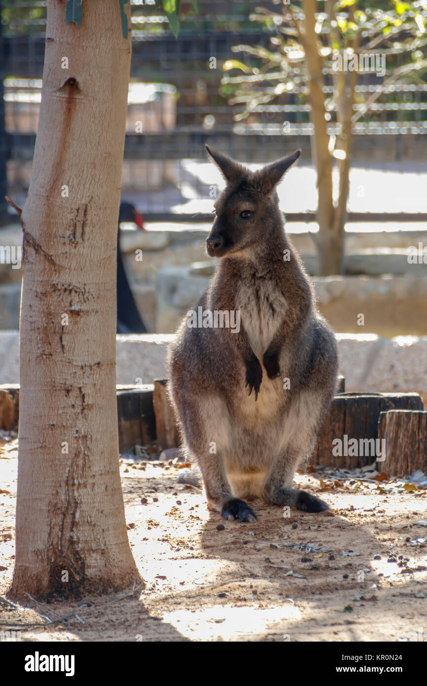 Kangaroo stands next to a tree Stock Photo - Alamy