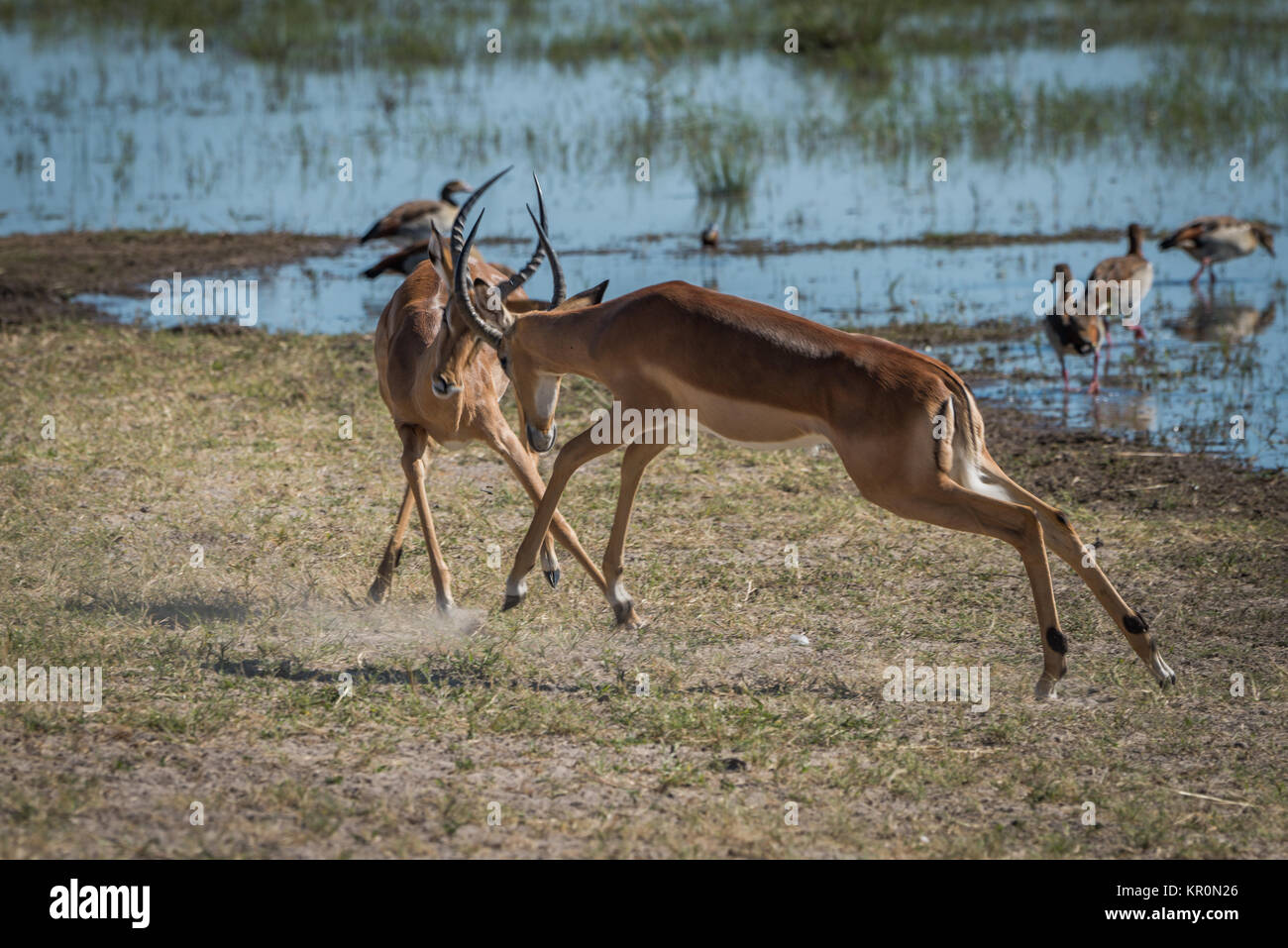 Two male impala fighting on grassy riverbank Stock Photo - Alamy