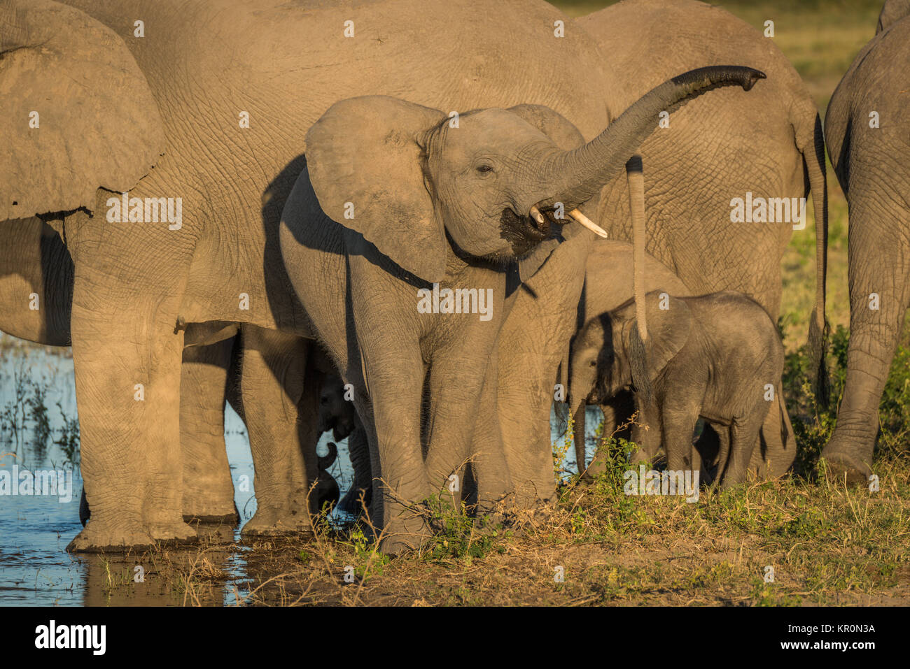 Young elephant raising trunk in golden light Stock Photo - Alamy
