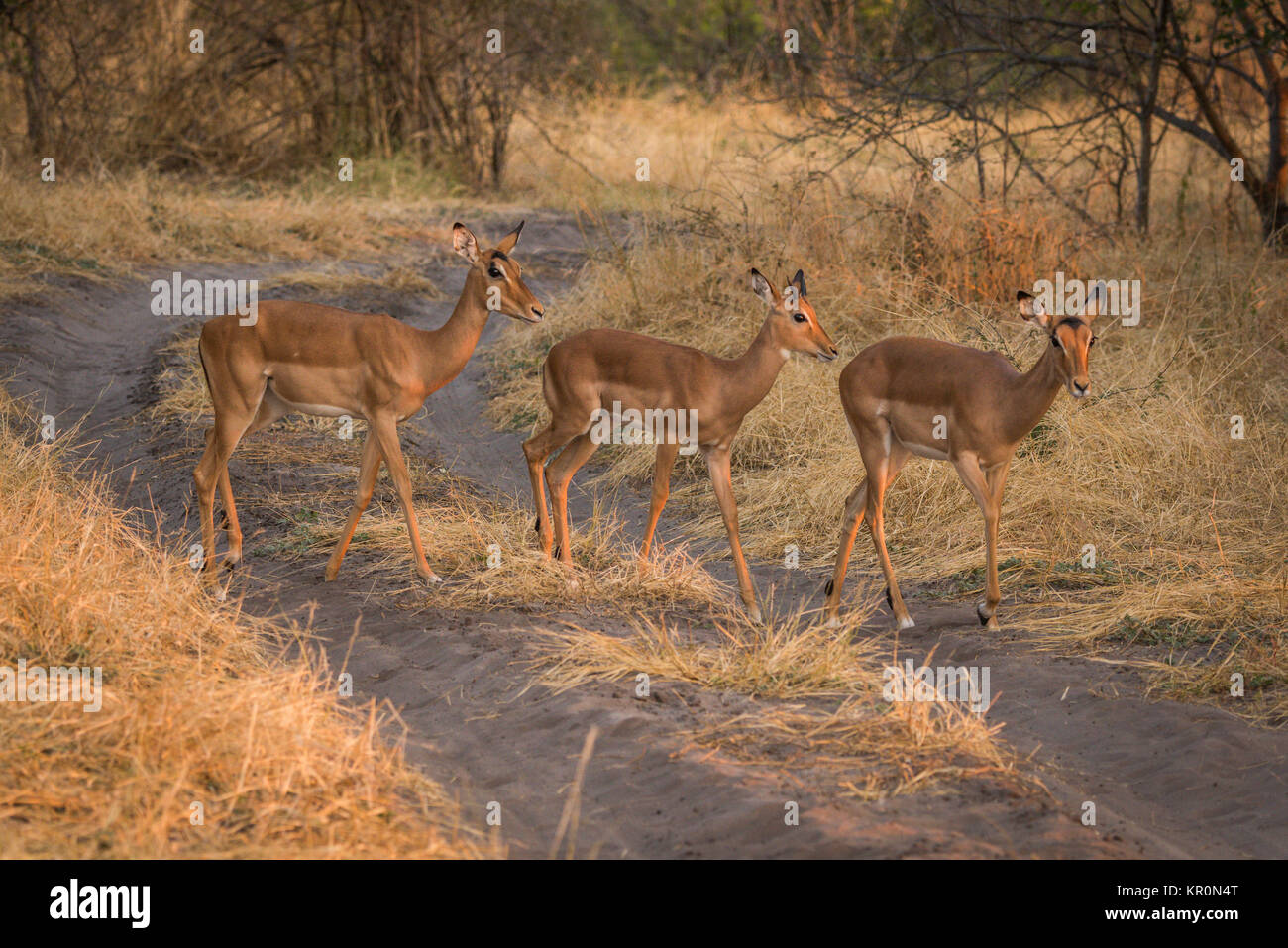 Three young impala crossing track in bush Stock Photo - Alamy