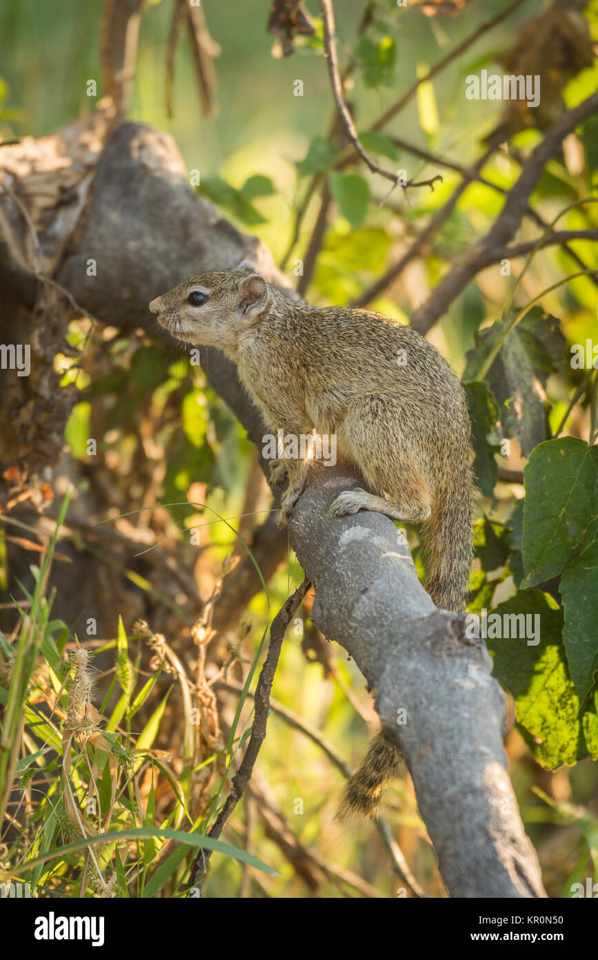 Tree squirrel on broken branch facing left Stock Photo - Alamy