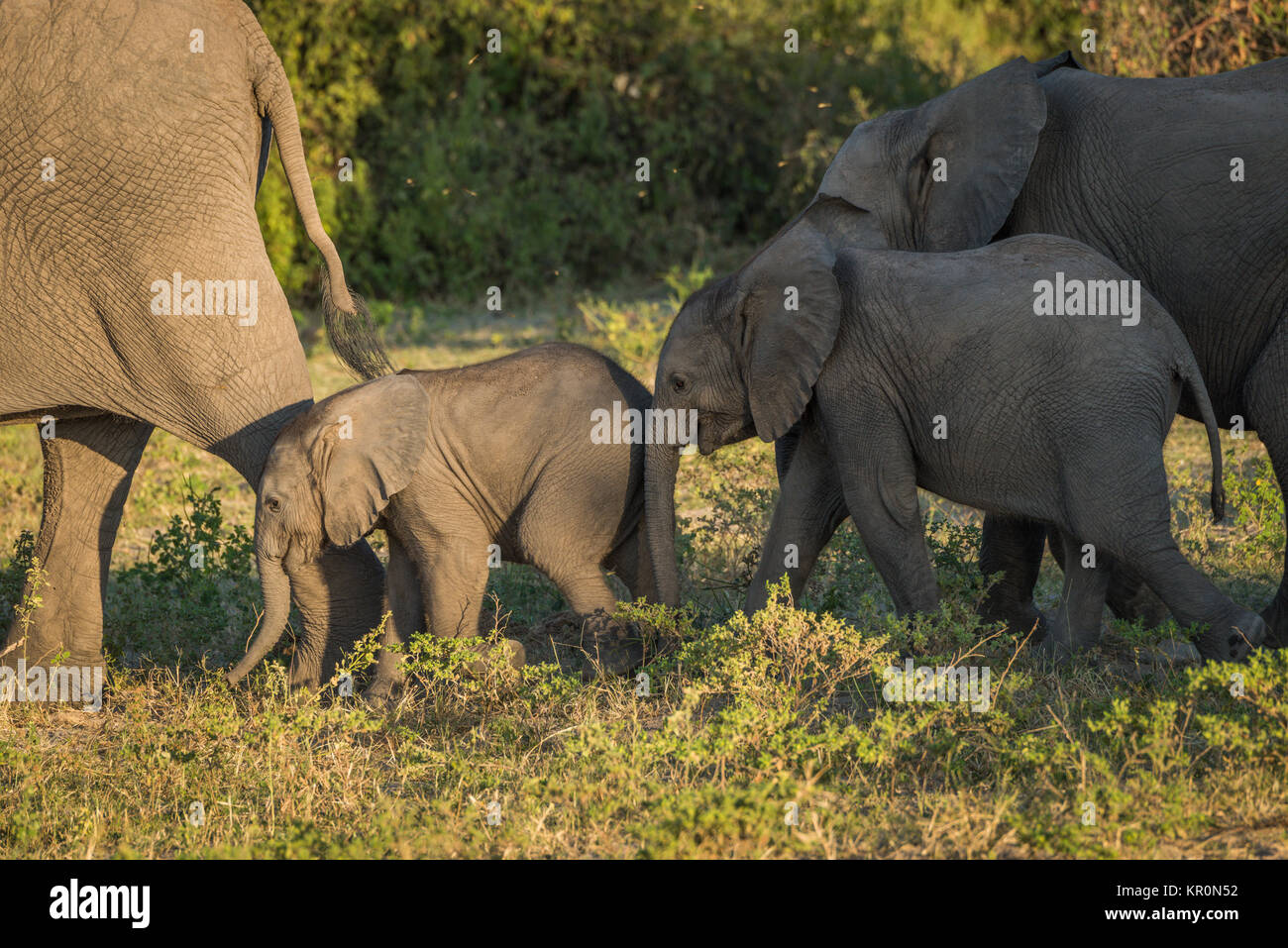 Two baby elephants in sunshine and shade Stock Photo - Alamy