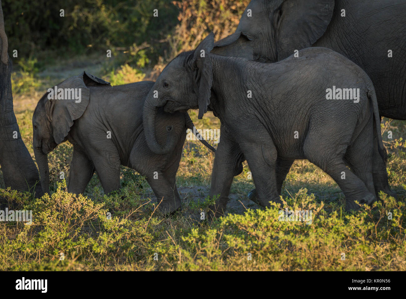 Two baby elephants walking between both parents Stock Photo - Alamy