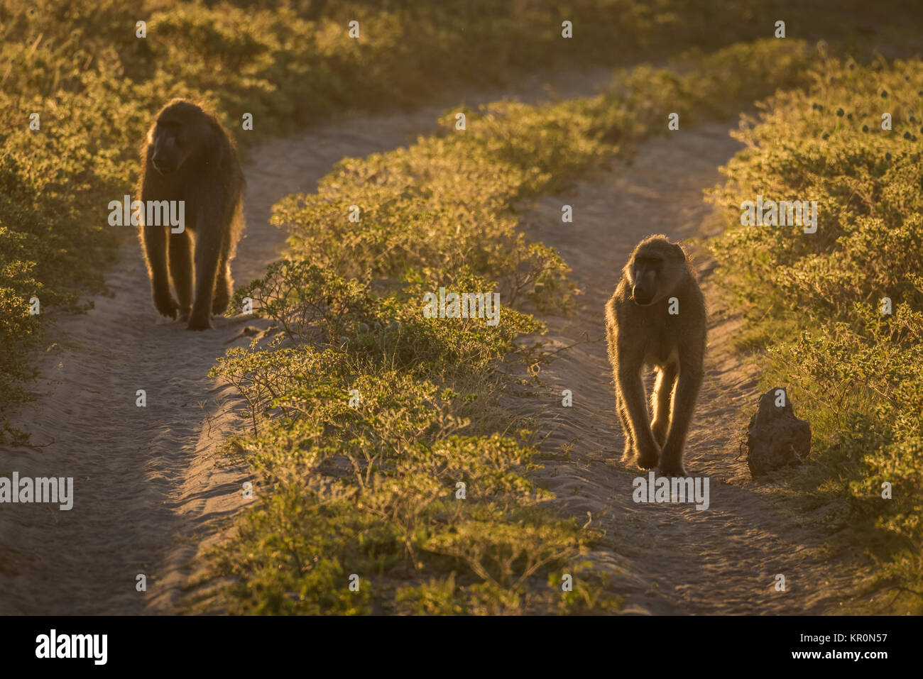 Baboon Footprint High Resolution Stock Photography and Images - Alamy