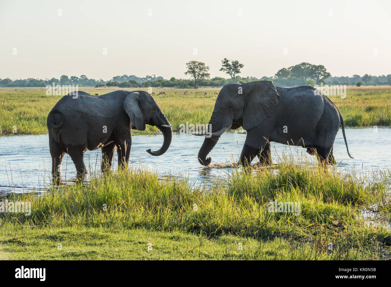 Two elephants facing hi-res stock photography and images - Alamy
