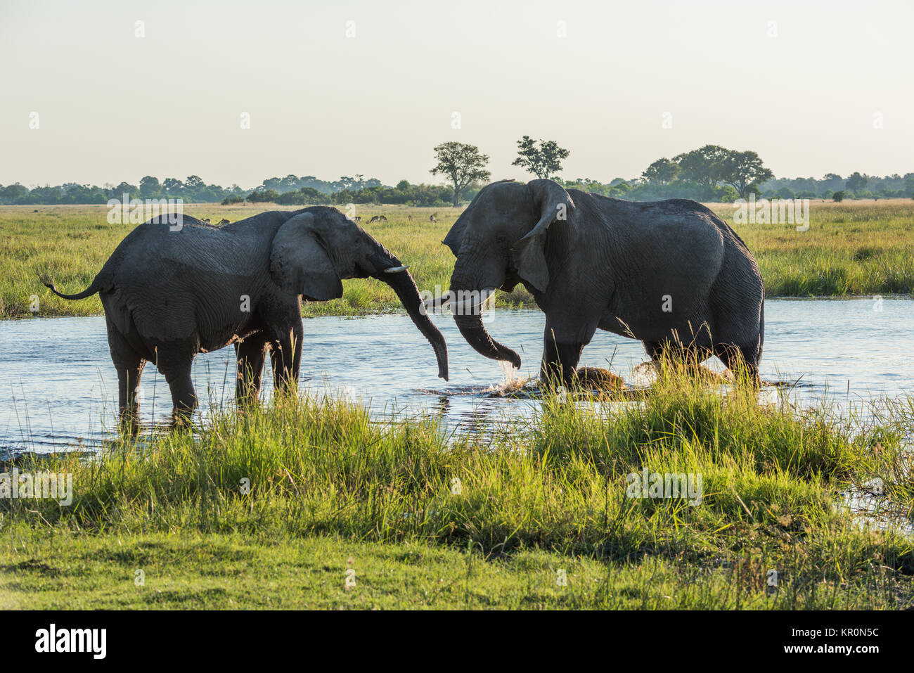 Two elephants fighting in river at dusk Stock Photo - Alamy