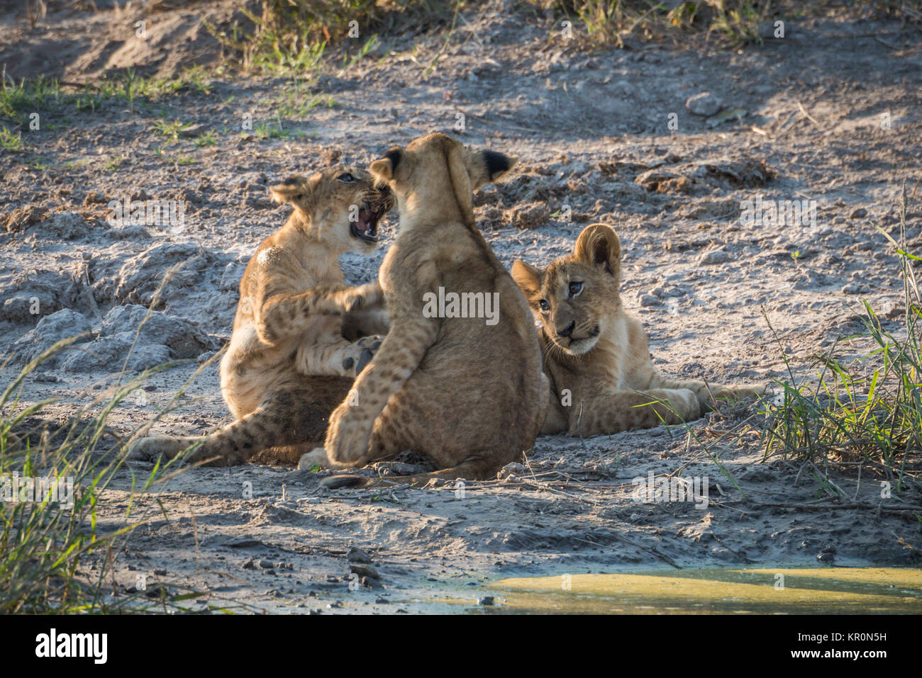 Two lion cubs play fighting by another Stock Photo - Alamy