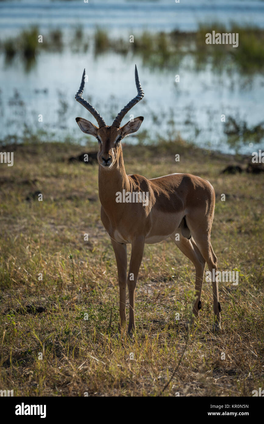 Male impala with river behind facing camera Stock Photo - Alamy