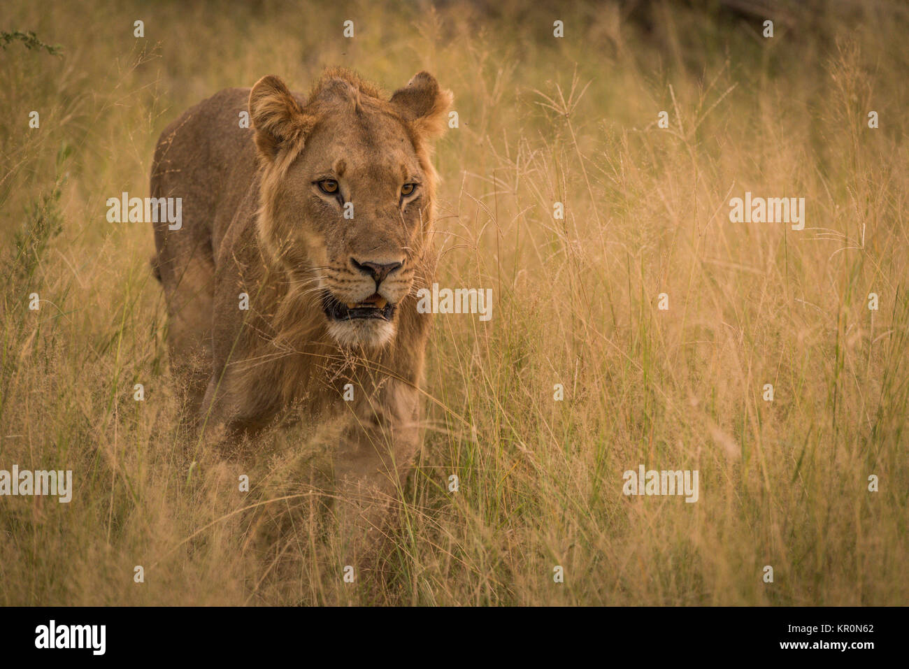 Male lion prey hi-res stock photography and images - Alamy