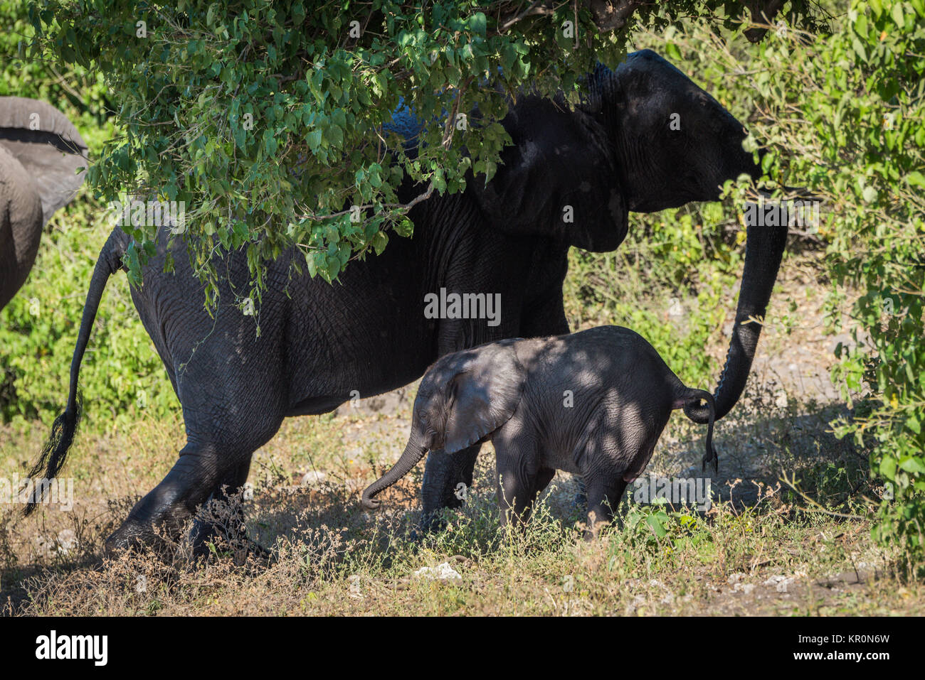 Baby elephant pulling grass hi-res stock photography and images - Alamy
