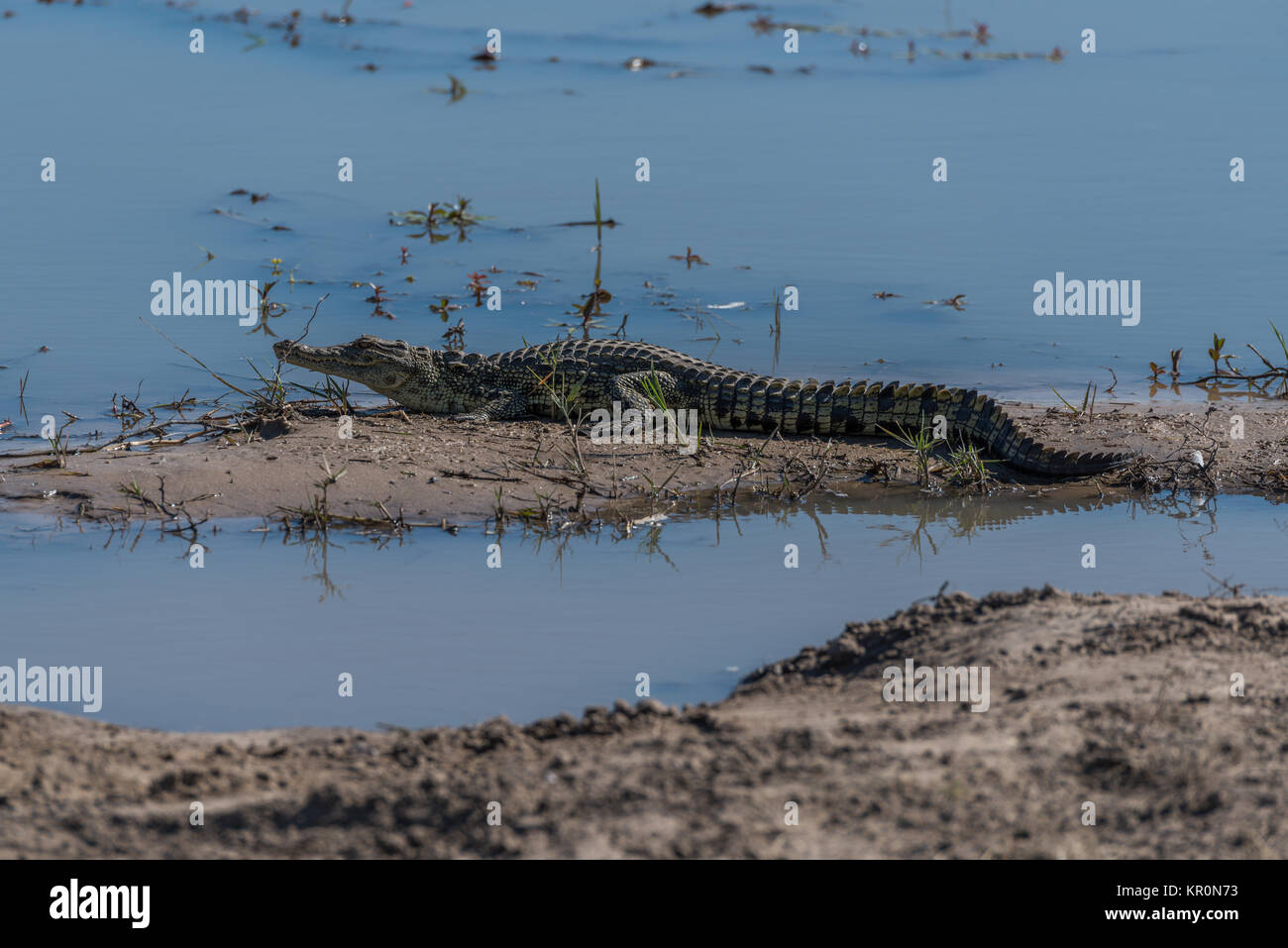 Nile crocodile on mud bank in shallows Stock Photo - Alamy