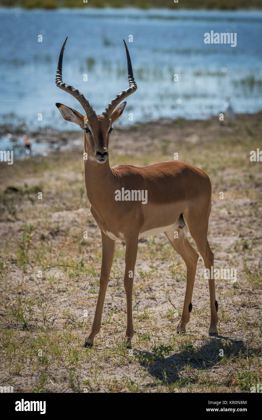 Male impala on grassy riverbank facing camera Stock Photo - Alamy