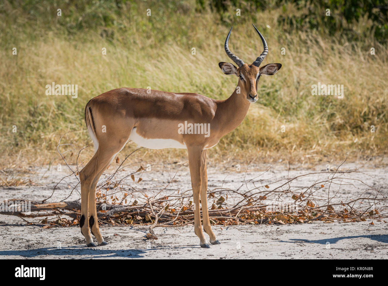 Male impala on sandy ground facing camera Stock Photo - Alamy
