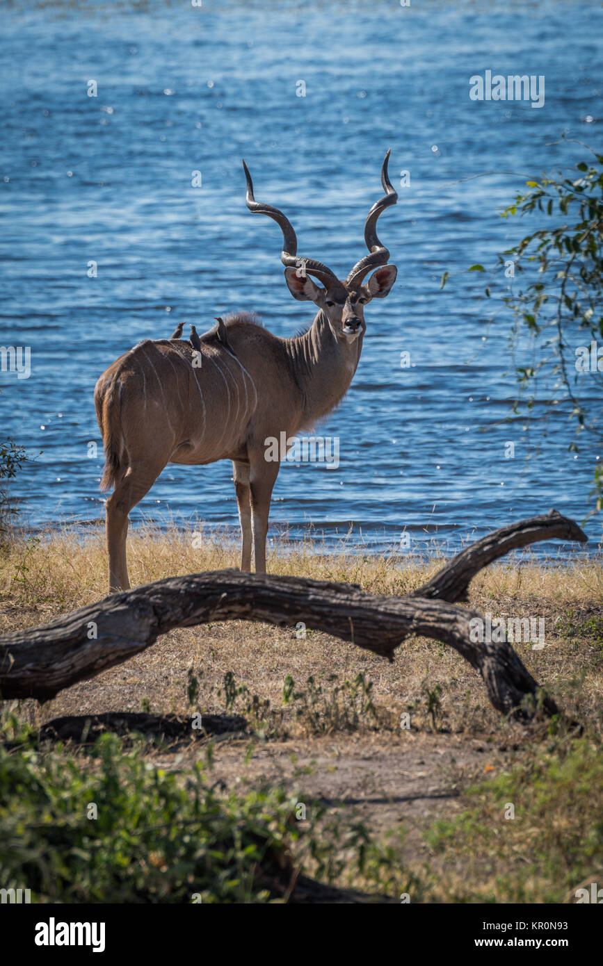 Male greater kudu behind log facing camera Stock Photo - Alamy