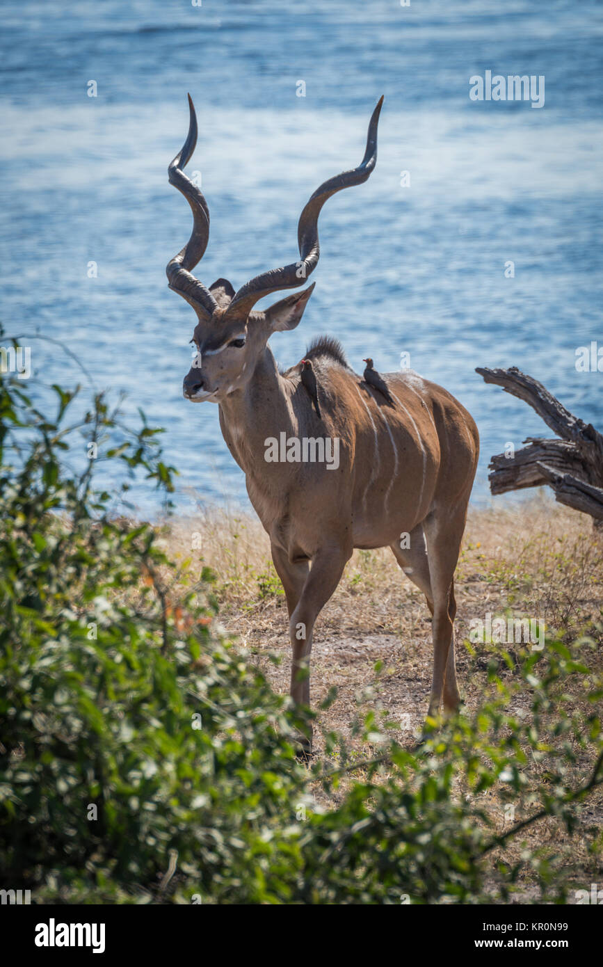 Male greater kudu with oxpeckers on back Stock Photo - Alamy