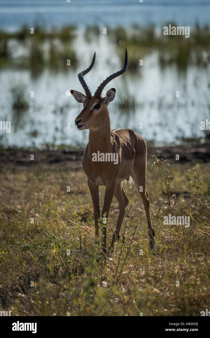 Male impala facing camera with river behind Stock Photo - Alamy