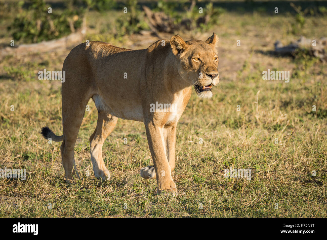 Lioness stands staring on savannah at dusk Stock Photo - Alamy