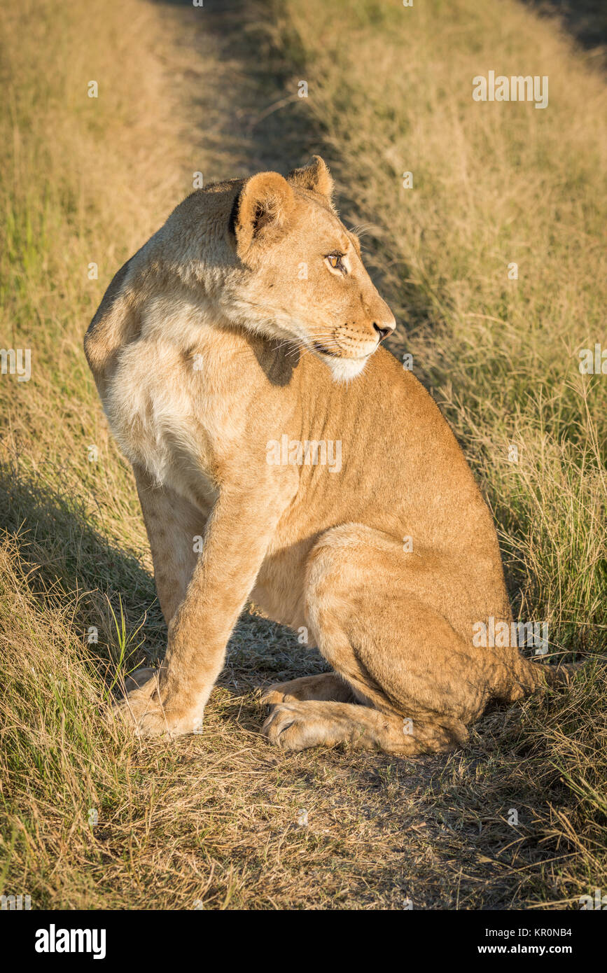 Lion sitting on track with turned head Stock Photo - Alamy