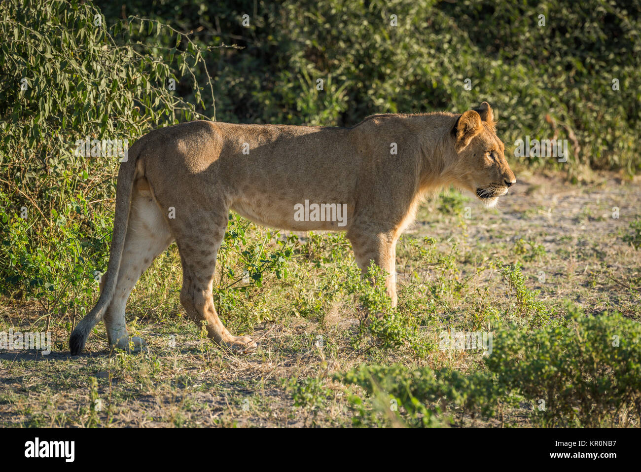 Lion staring ahead in sunshine beside bushes Stock Photo - Alamy