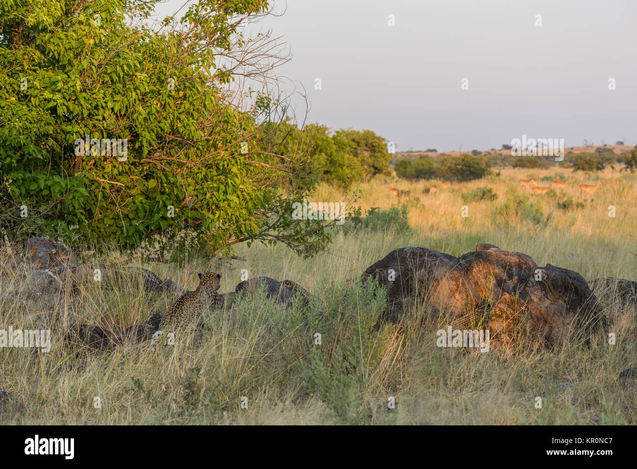 Leopard watching impala herd from behind rocks Stock Photo - Alamy