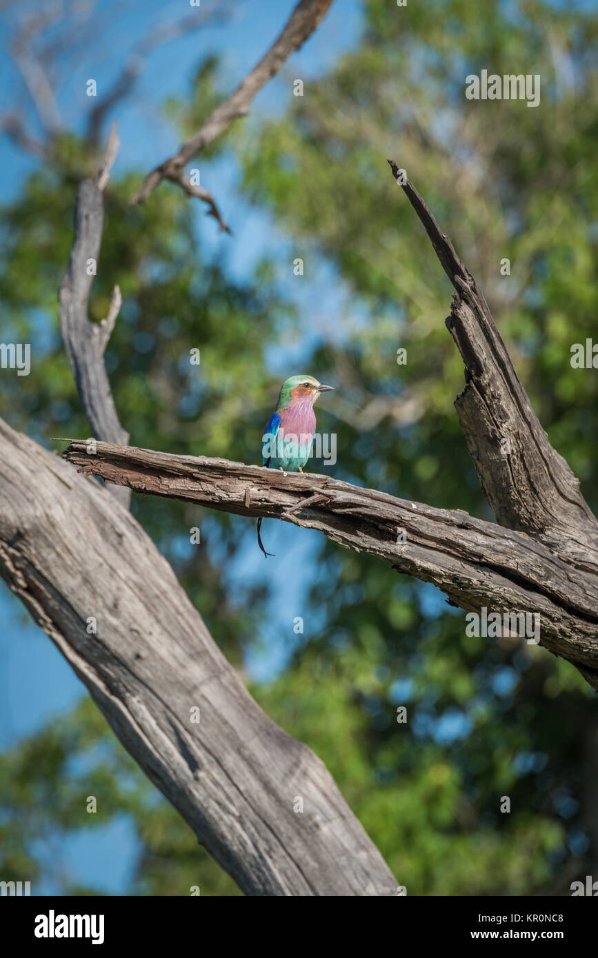 Light blue bird facing right hi-res stock photography and images - Alamy