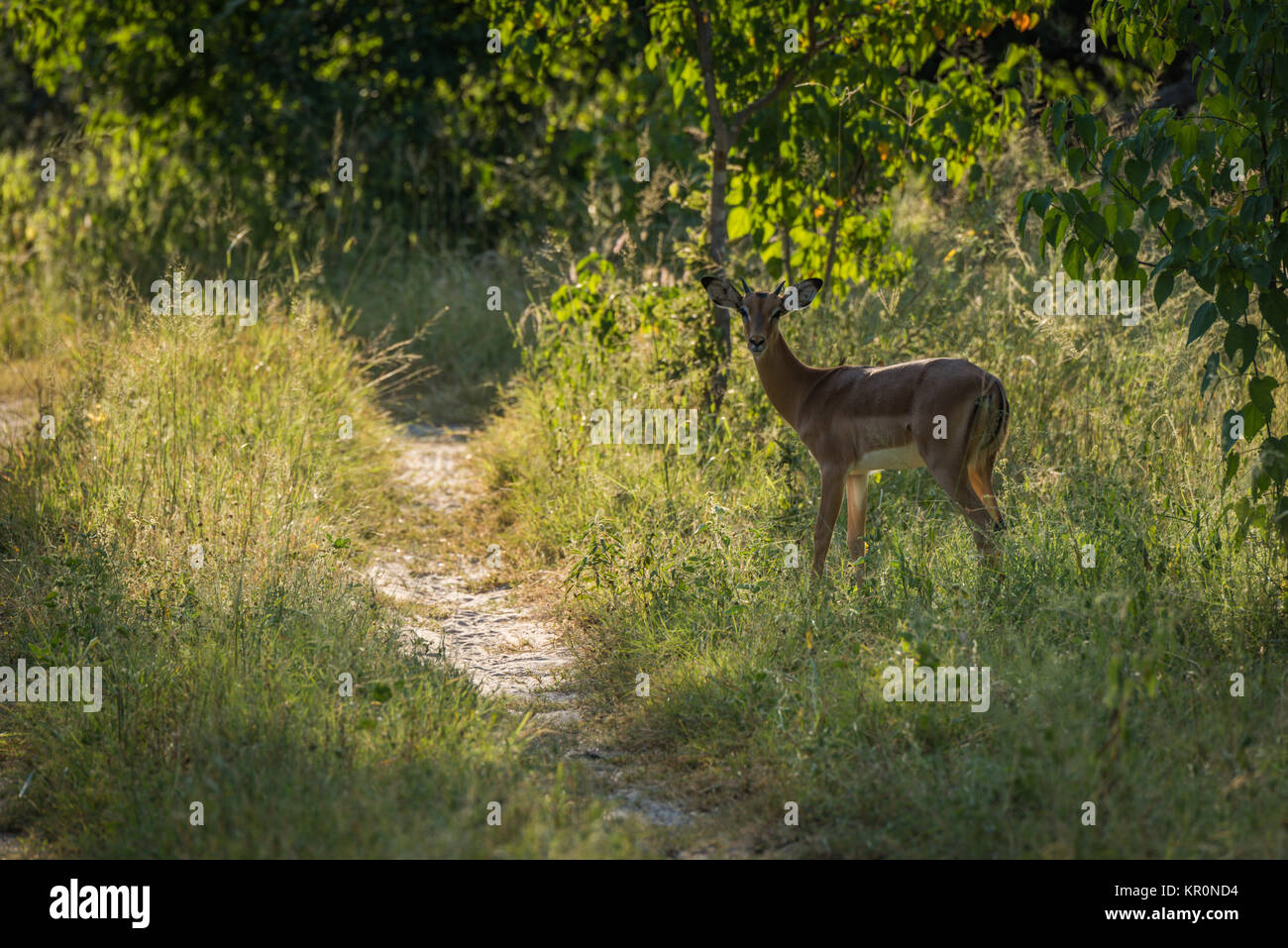 Female impala by track in dappled sunlight Stock Photo - Alamy