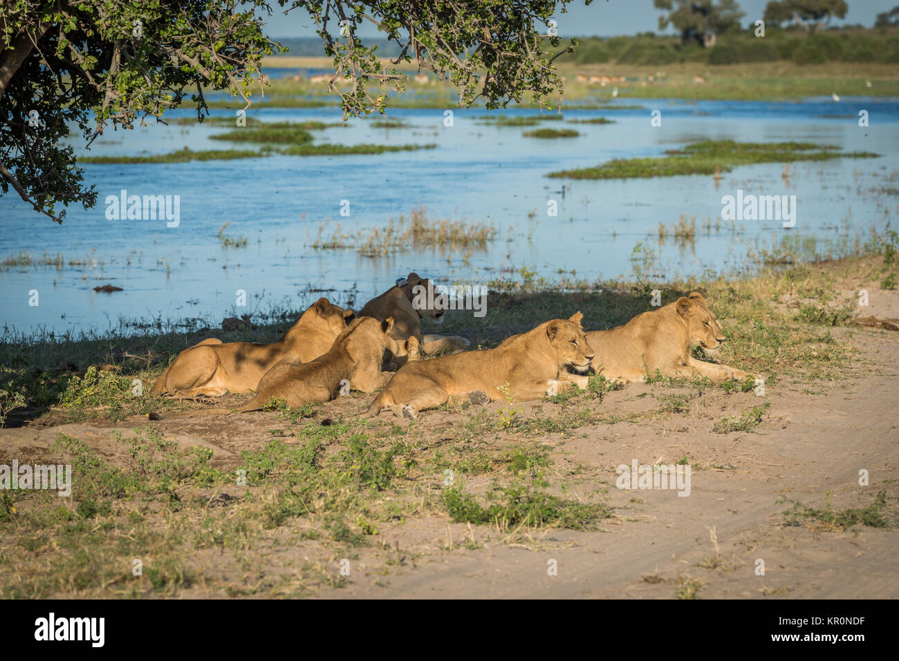 Five lions hi-res stock photography and images - Alamy