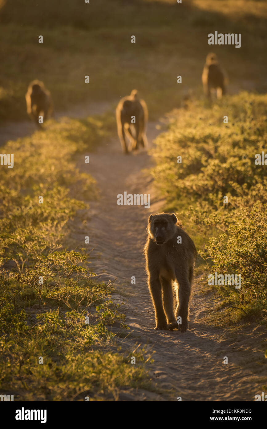 Four chacma baboons walking down sandy track Stock Photo - Alamy