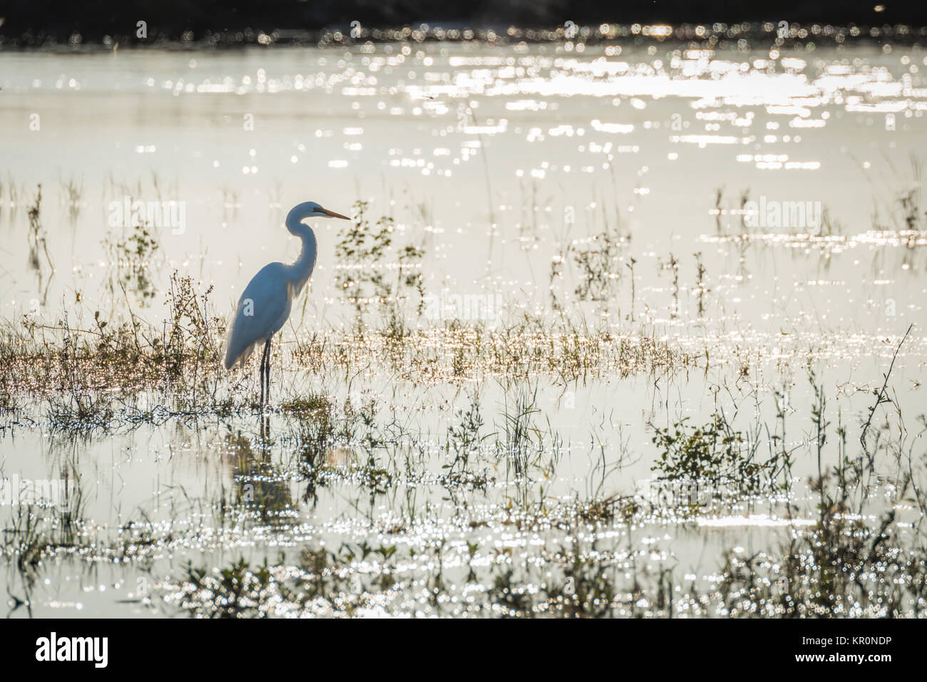 Great white egret standing in shallow river Stock Photo - Alamy