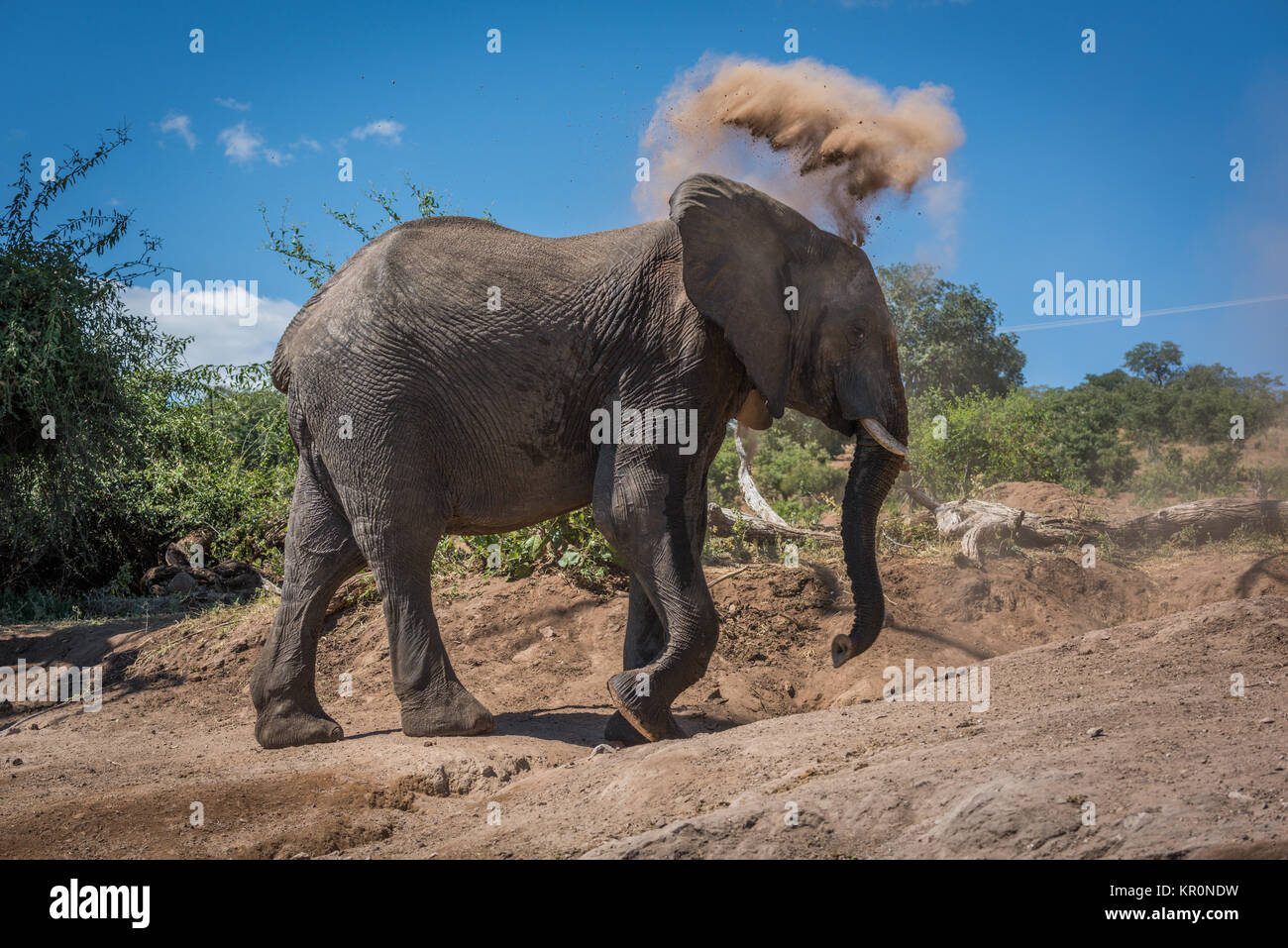 Elephant throwing dust over head on hillside Stock Photo - Alamy