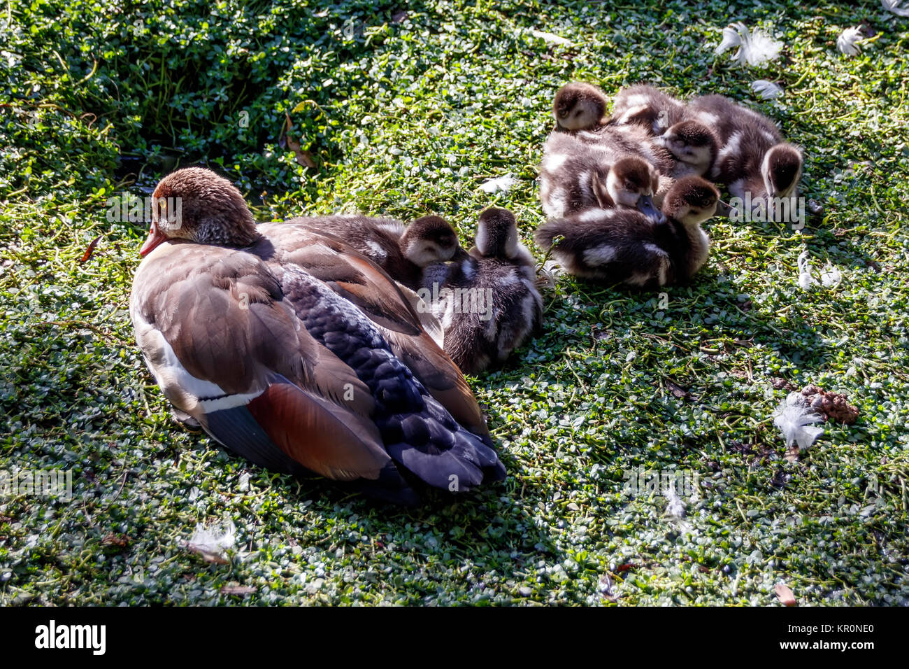 Mallard Duck And Her Brood Of Ducklings High Resolution Stock ...