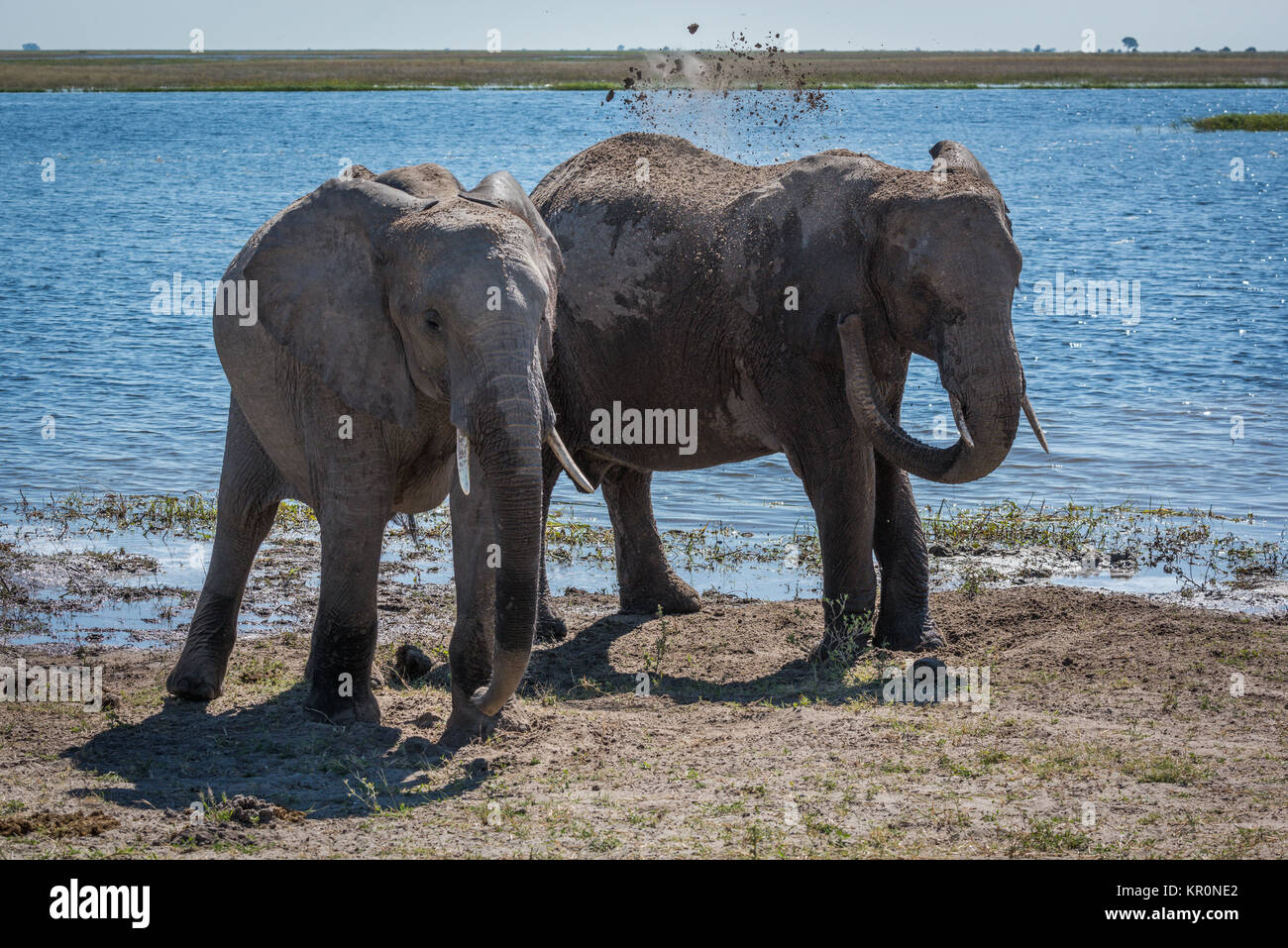 Elephant throwing mud over shoulder beside another Stock Photo - Alamy