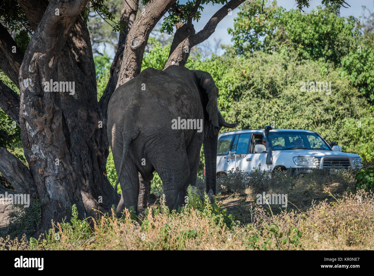 Elephant under tree approaching jeep on track Stock Photo - Alamy