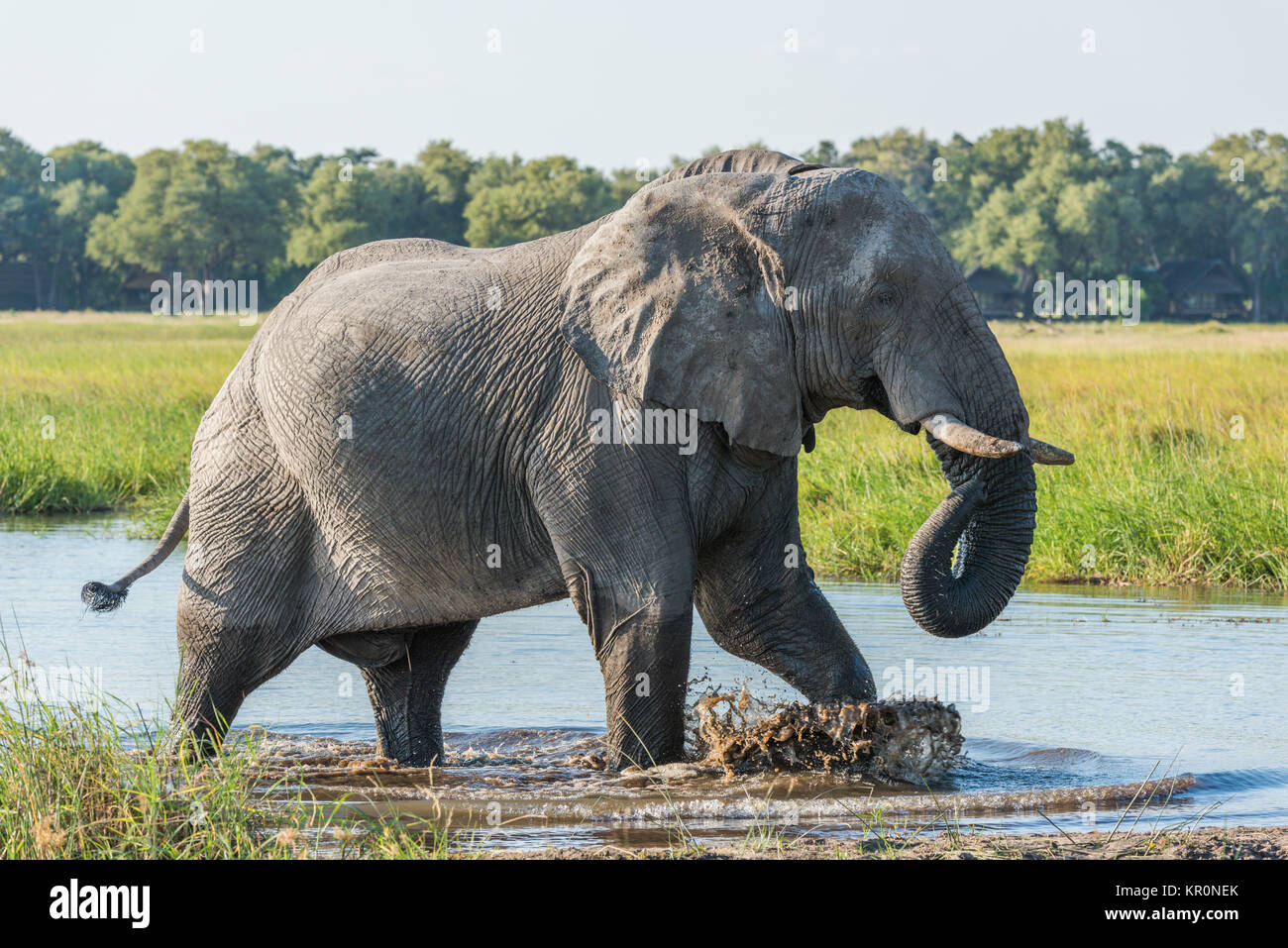 Elephant walking through river with curled trunk Stock Photo - Alamy