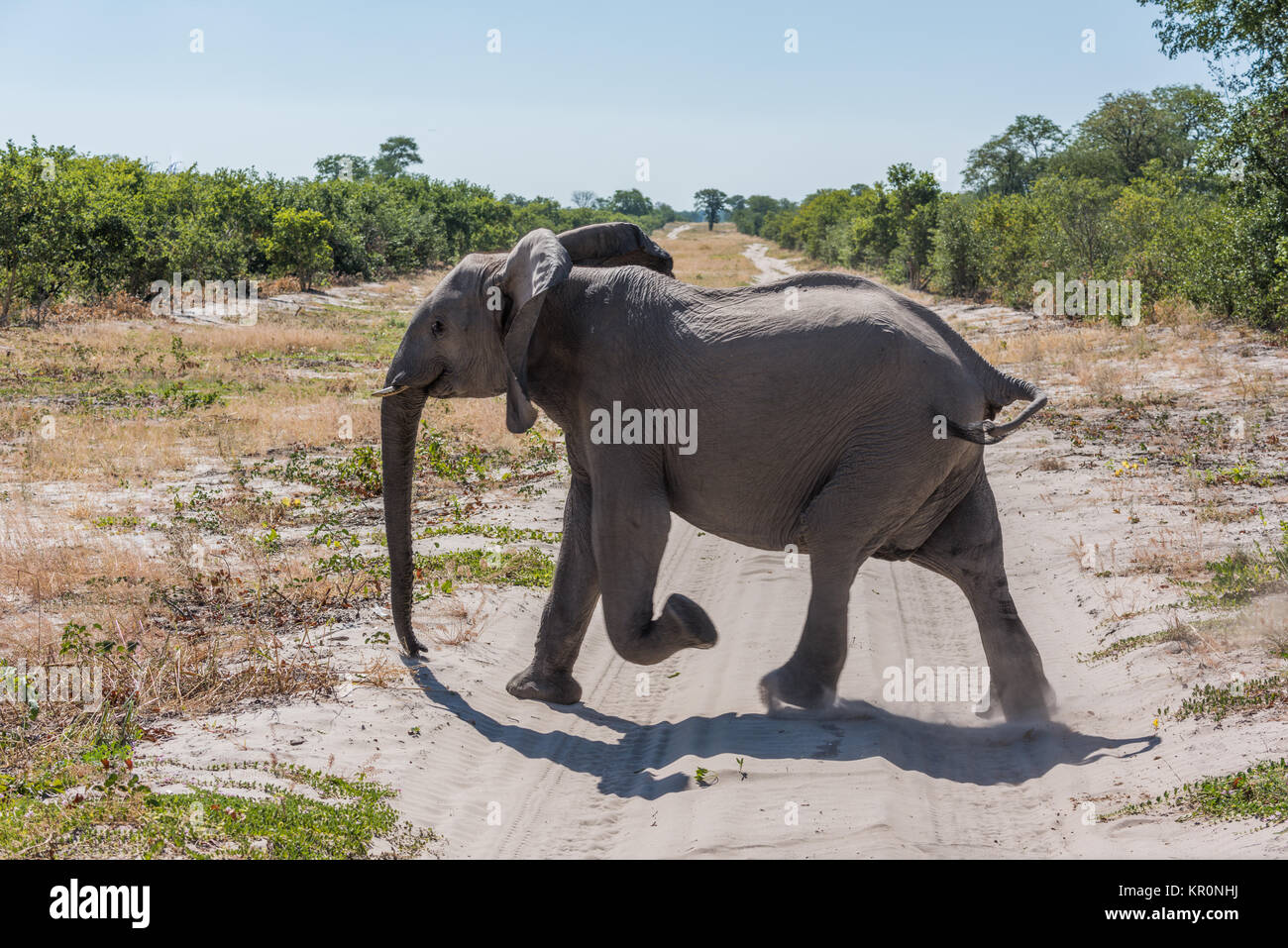Elephant galloping across sandy track in bush Stock Photo - Alamy