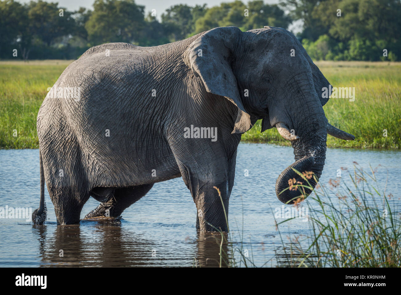Elephant in river with dripping twisted trunk Stock Photo - Alamy