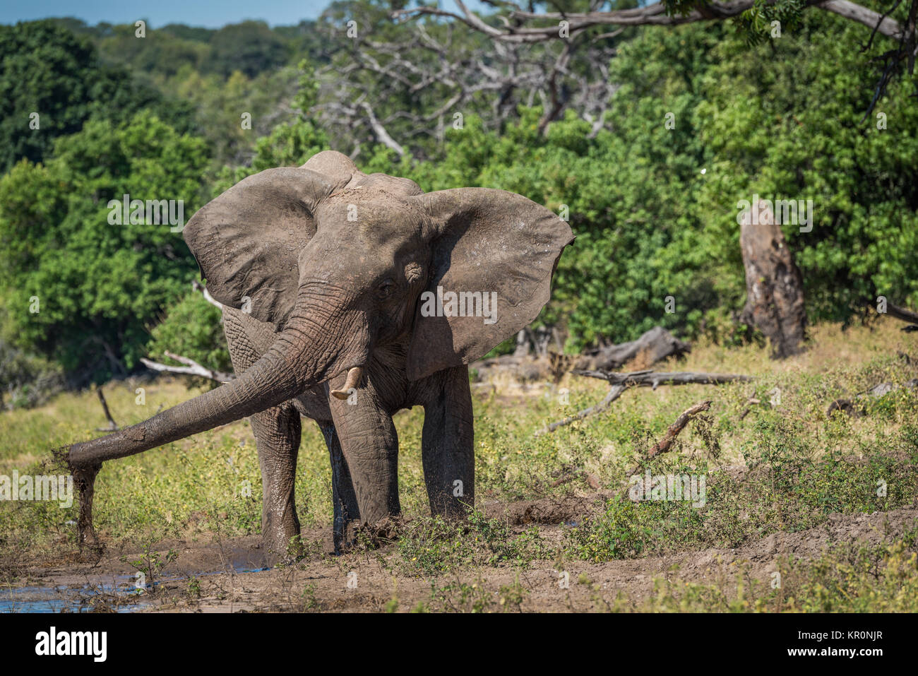 Elephant spraying mud with trunk beside river Stock Photo - Alamy