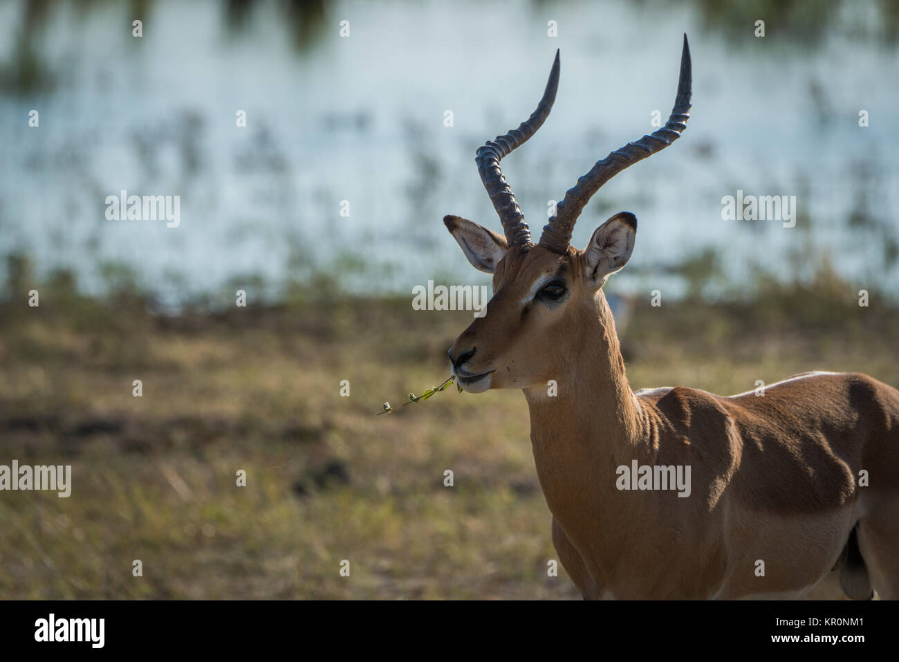 Close-up of male impala facing camera eating Stock Photo - Alamy