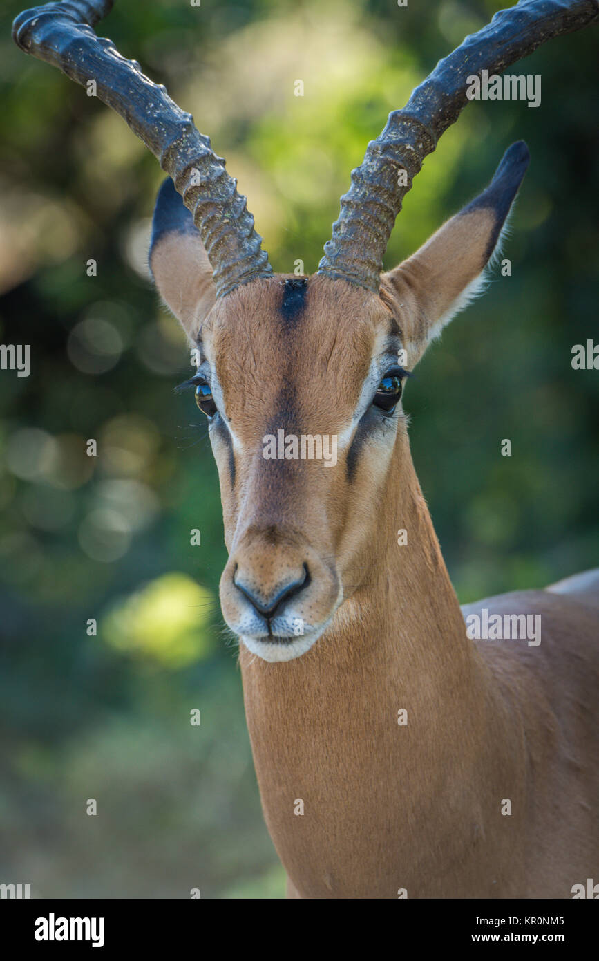 Close-up of male impala head in shade Stock Photo - Alamy