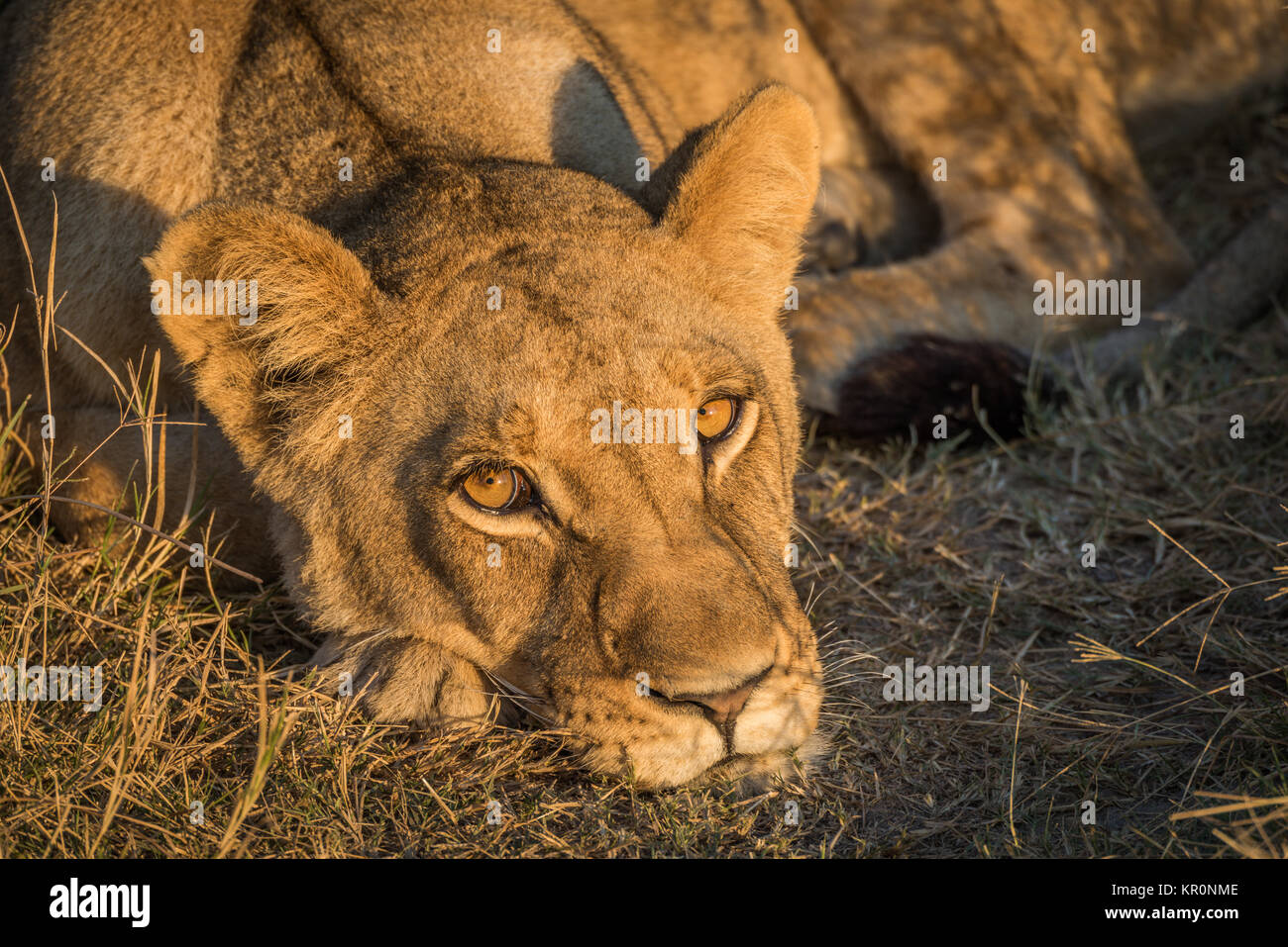 Close-up of sleepy lion staring at camera Stock Photo - Alamy