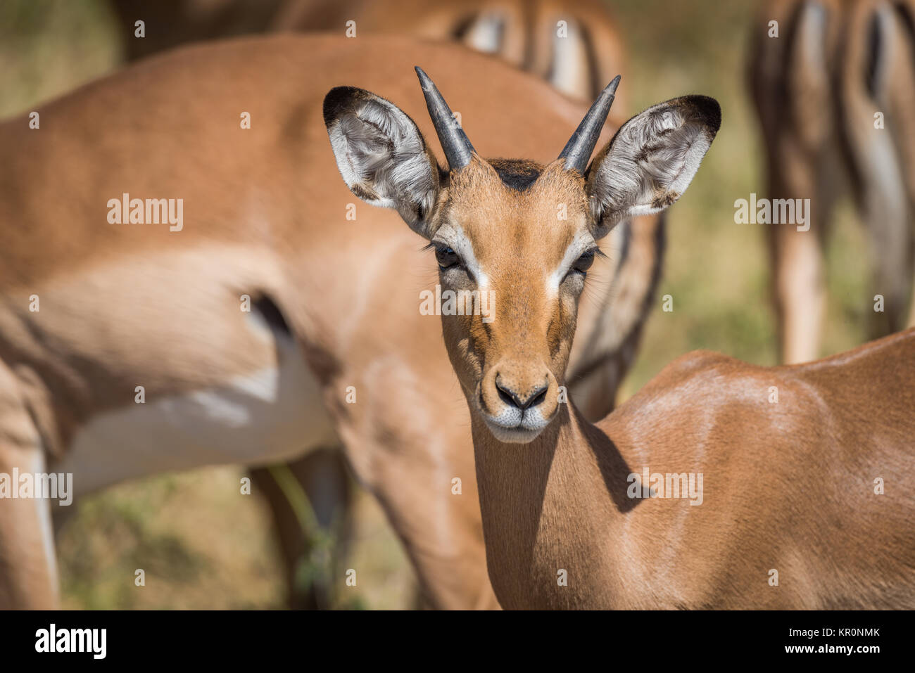 Close-up of young male impala facing camera Stock Photo - Alamy
