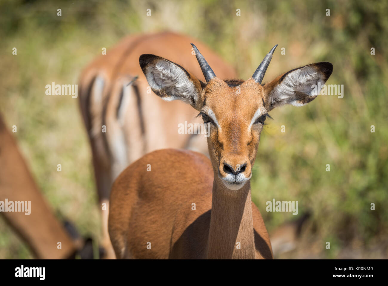 Close-up of young male impala head on Stock Photo - Alamy