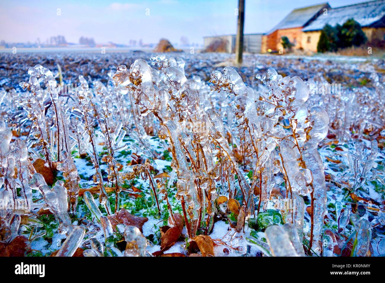 frozen pasture and branches on cold clear winter and a farm in the ...