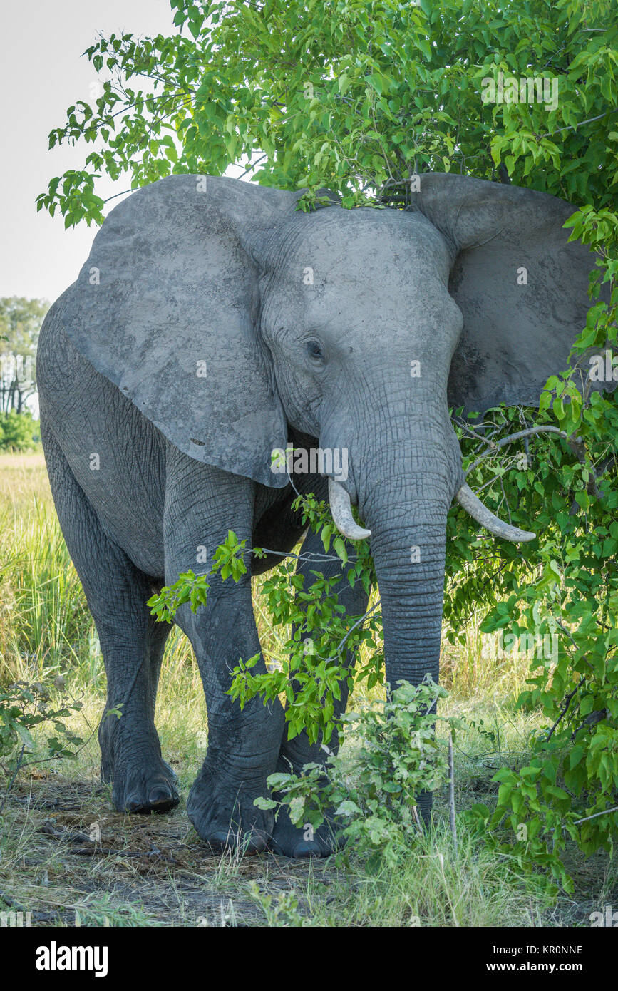 Elephant brushing past leafy bush facing camera Stock Photo - Alamy