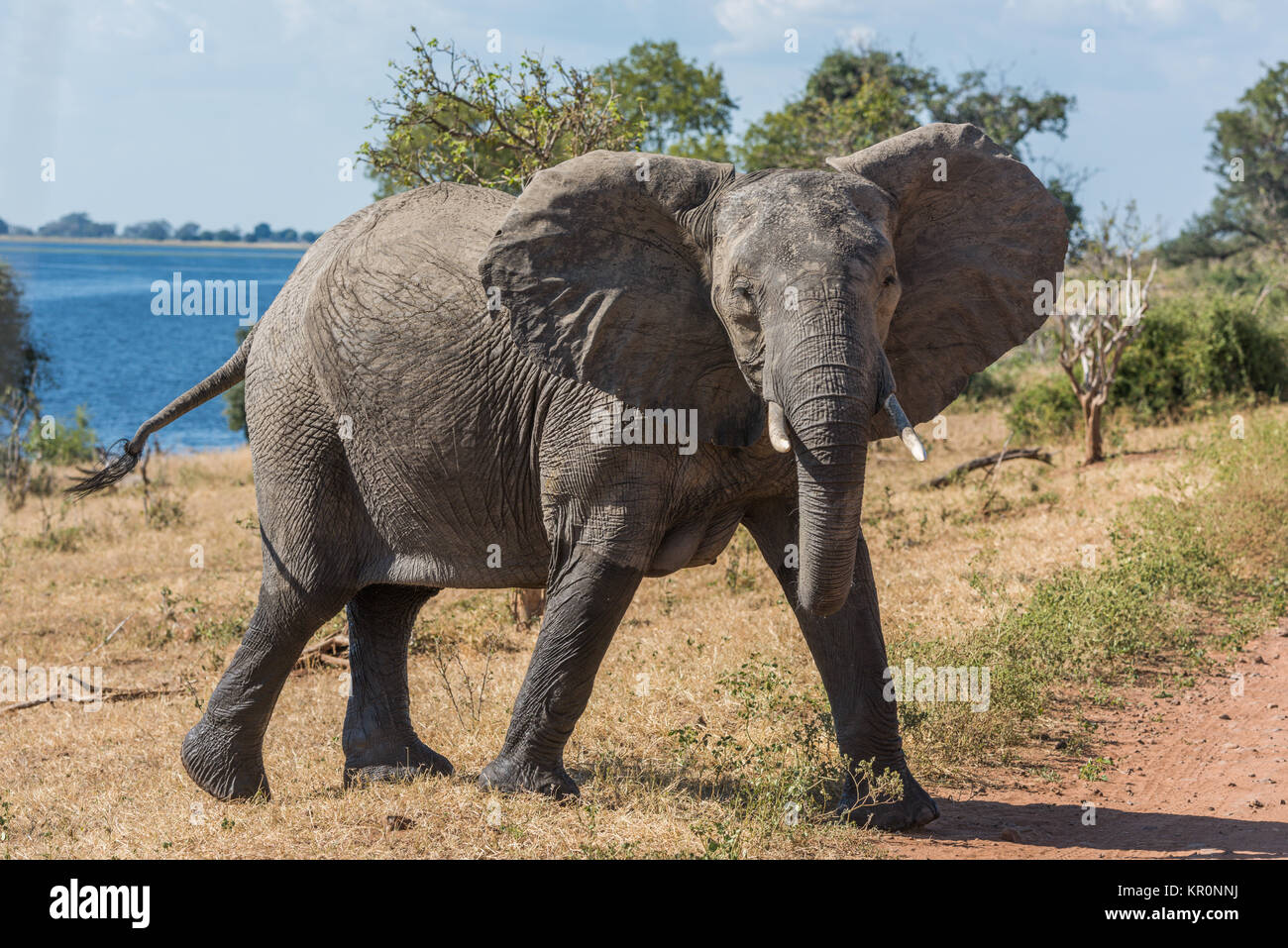 Elephant footprint hi-res stock photography and images - Alamy
