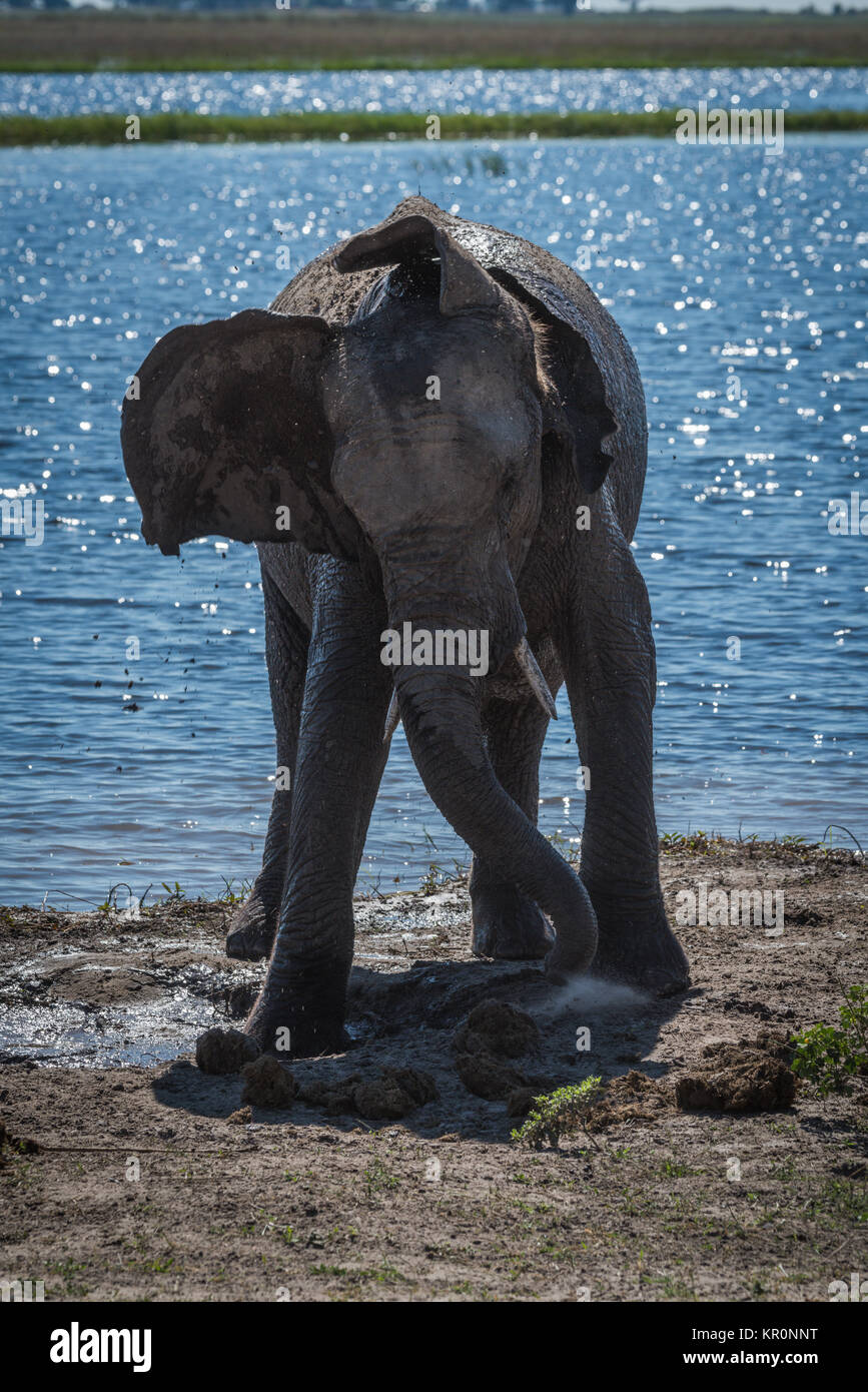Elephant digging earth with trunk beside river Stock Photo - Alamy