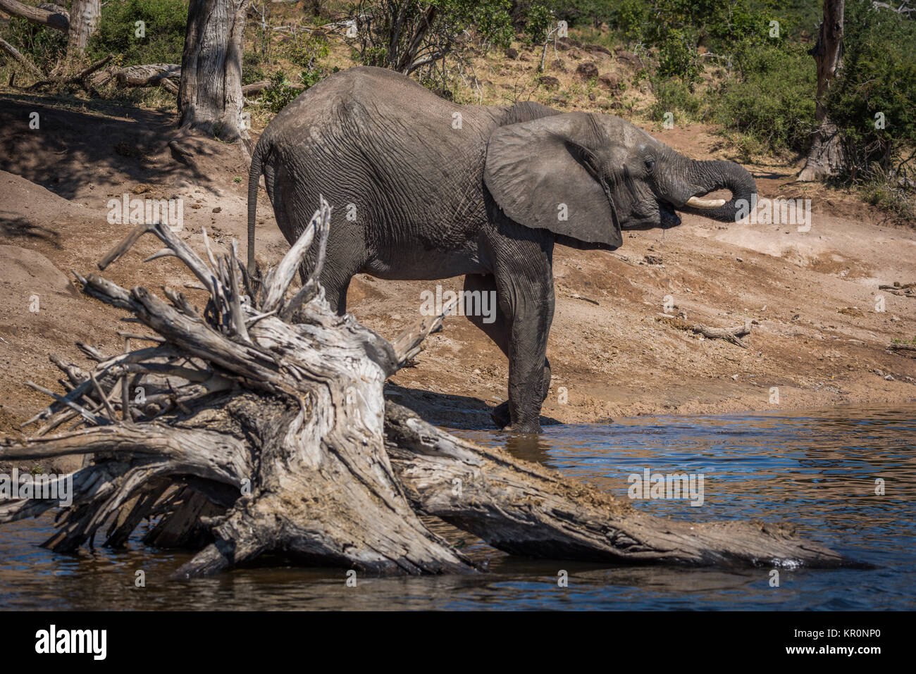 African elephant behind tree hi-res stock photography and images - Alamy